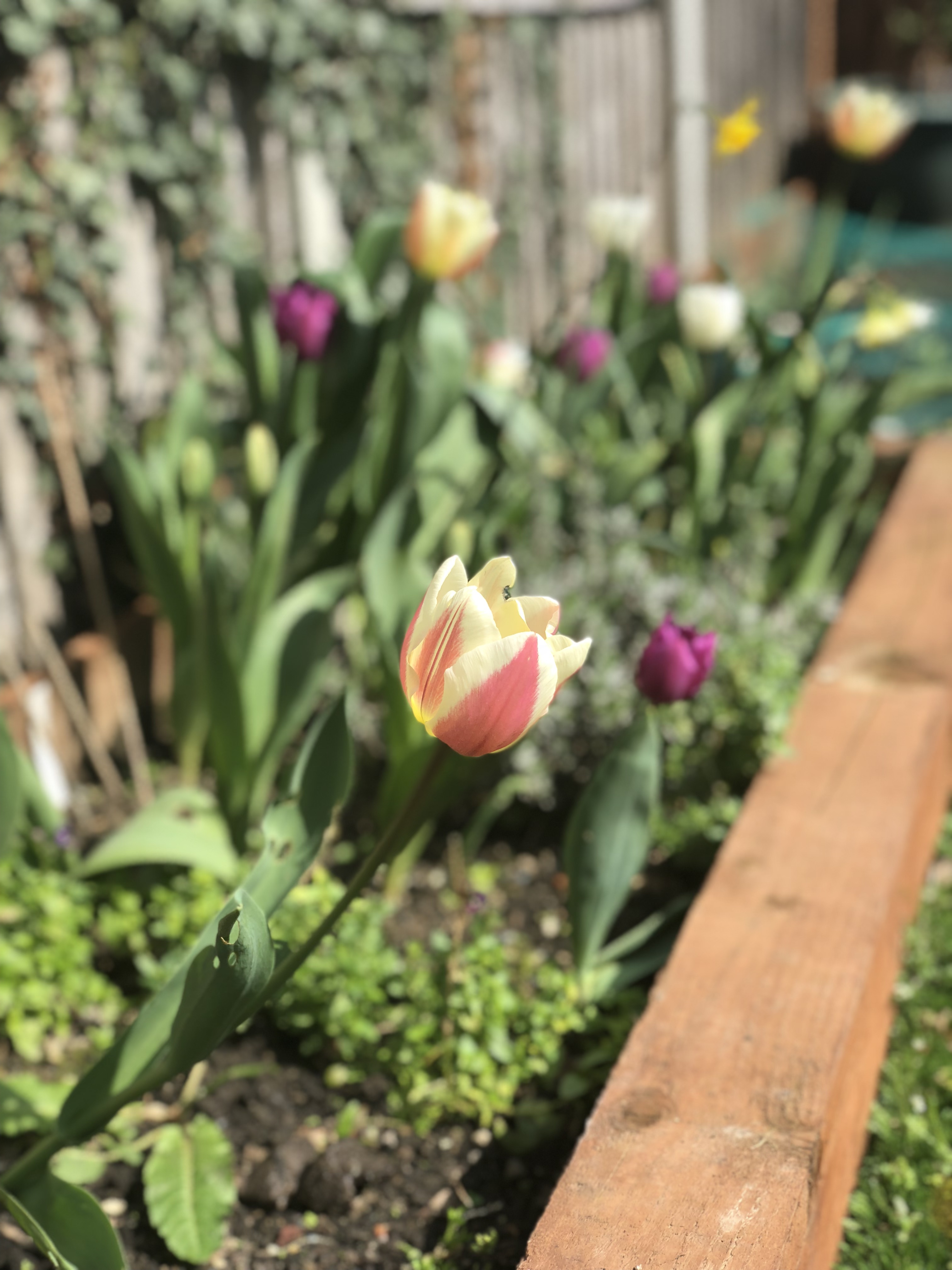 Spring planting: Choosing bulbs - Little Terraced House