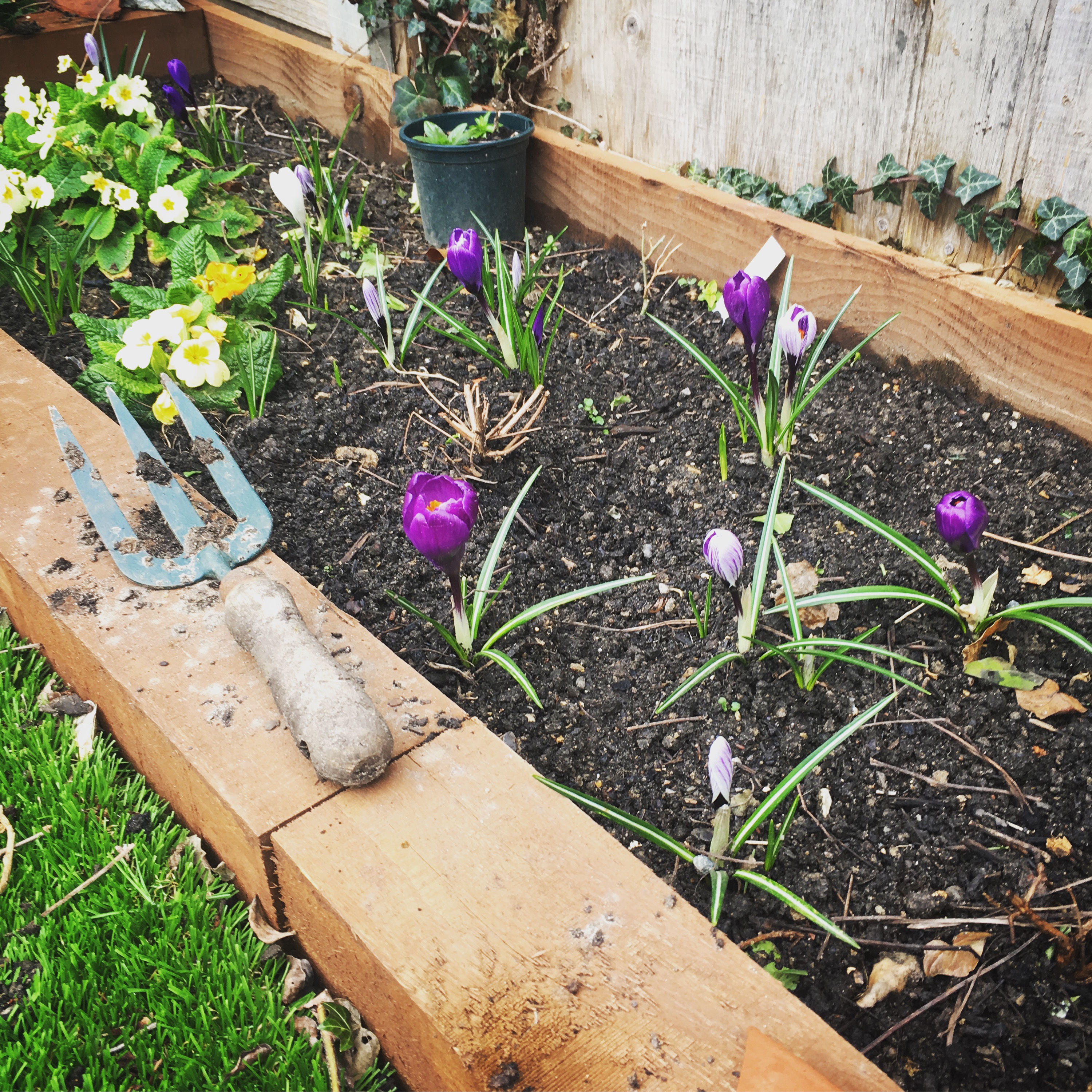 Spring planting: Choosing bulbs - Little Terraced House